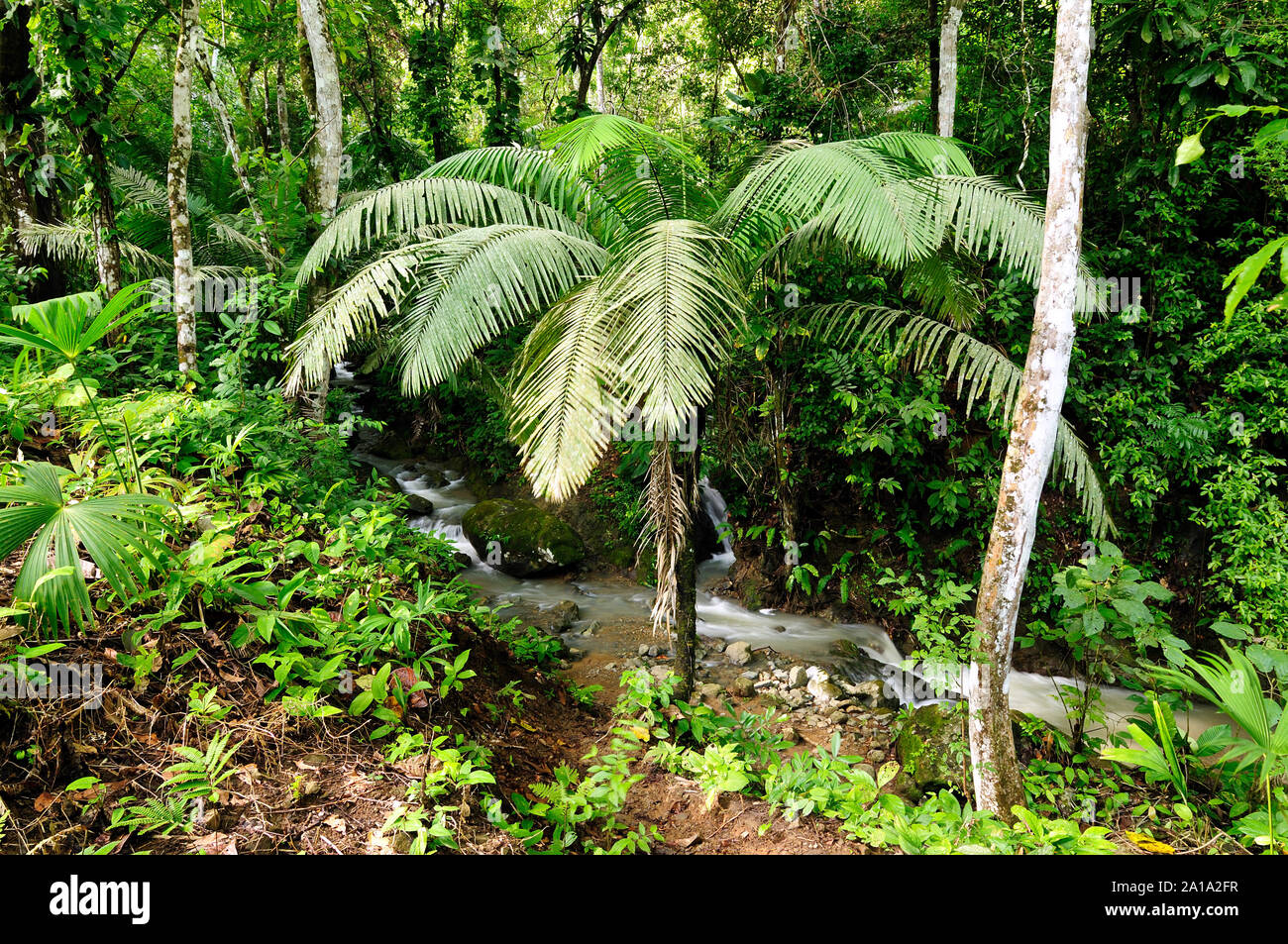 Wild Darien jungle near Colombia and Panama border. Central America ...