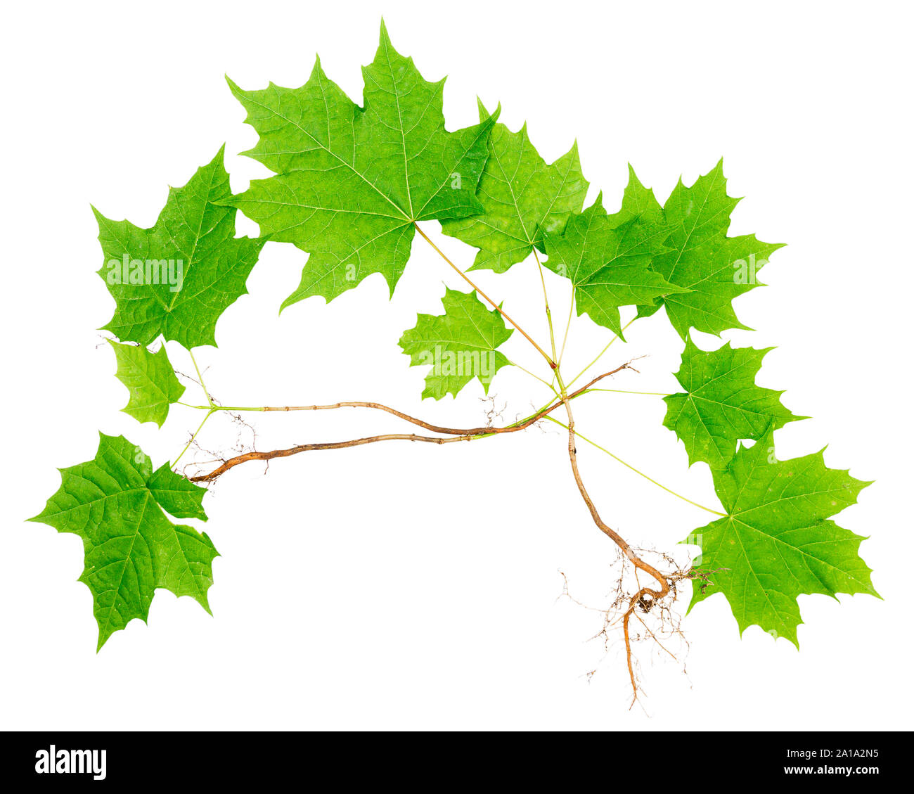 Young maple trees with roots isolated on white background Stock Photo ...