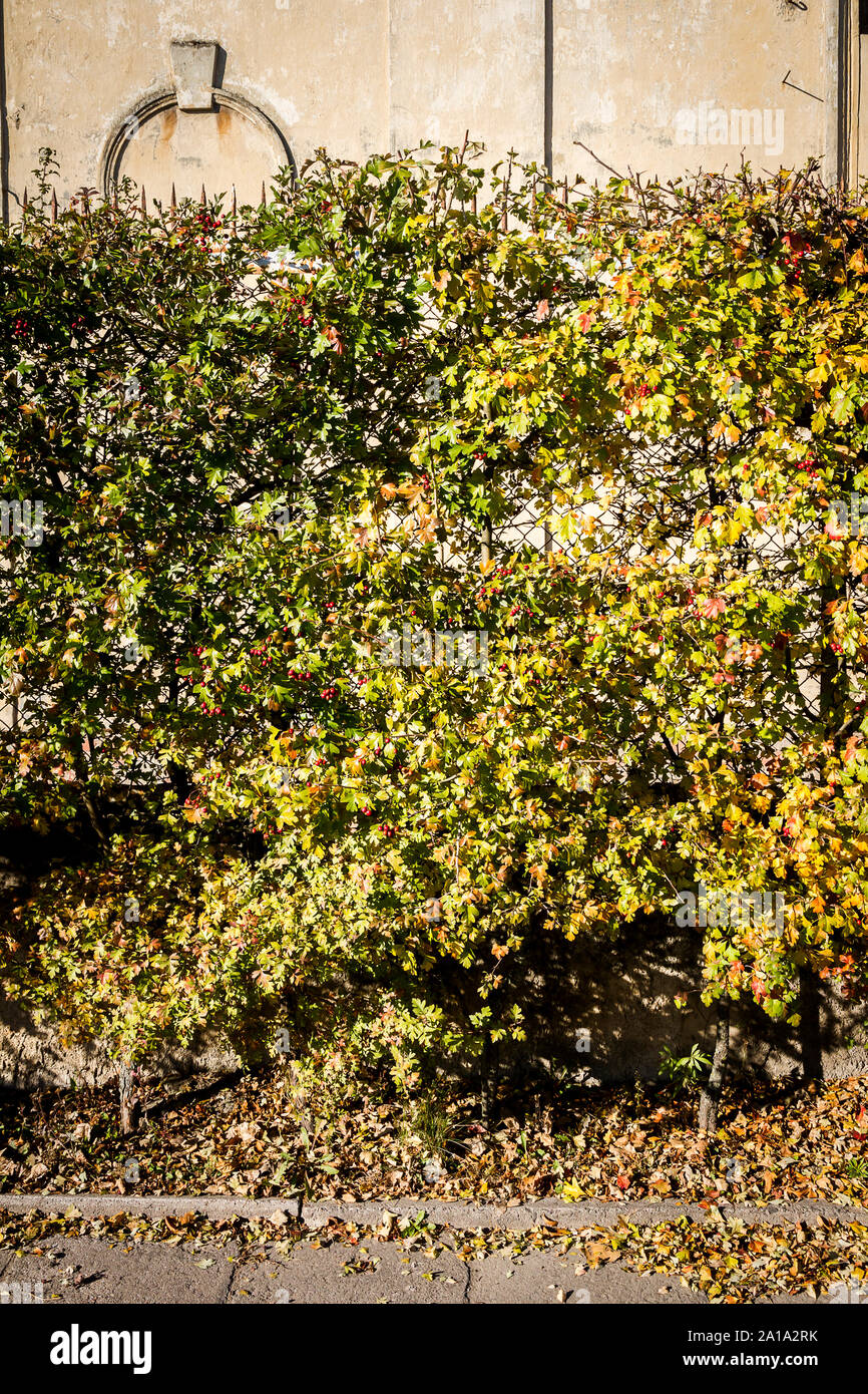 Autumn sidewalk side view hi-res stock photography and images - Alamy