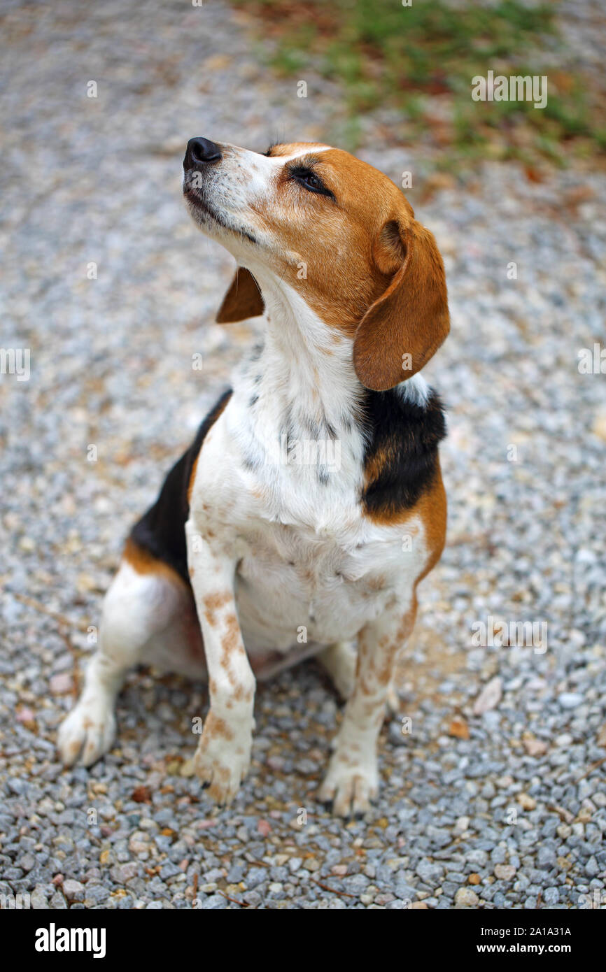 Sitting beagle hi-res stock photography and images - Alamy