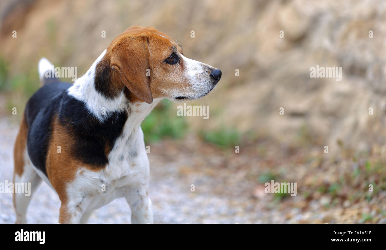 Dog ears up close High Resolution Stock Photography and Images - Alamy