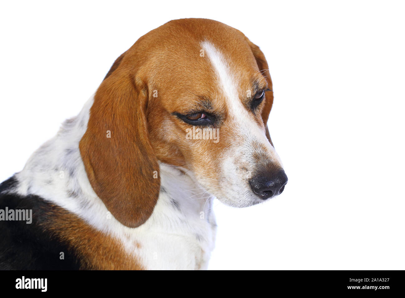 English Beagle High Resolution Stock Photography and Images - Alamy