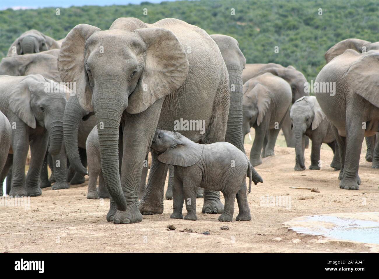 Female elephant nursing her puppy Stock Photo - Alamy