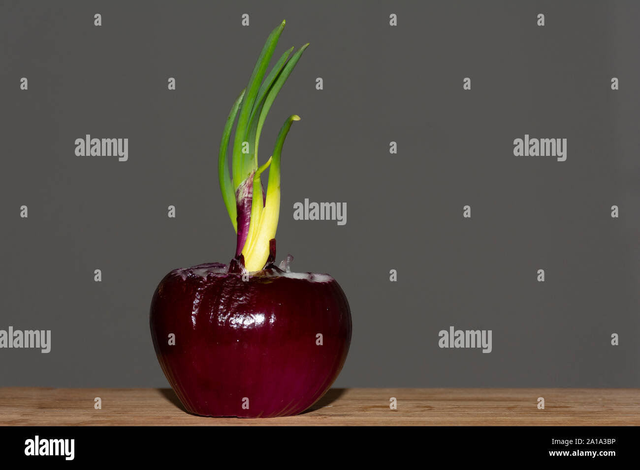 Onion bulb hi-res stock photography and images - Alamy