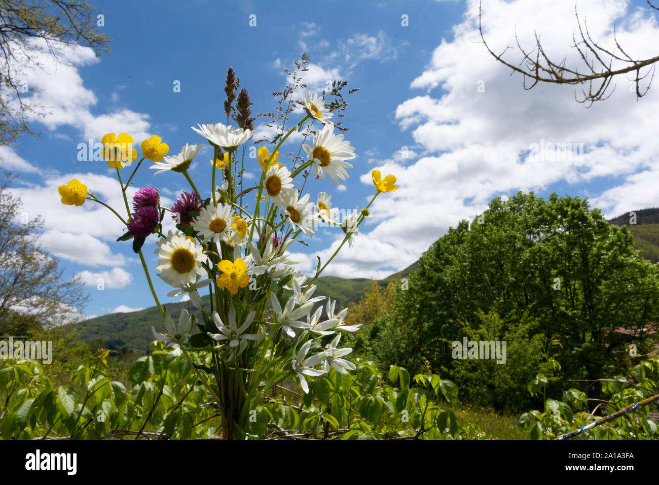 Field flower bouquet hi-res stock photography and images - Alamy