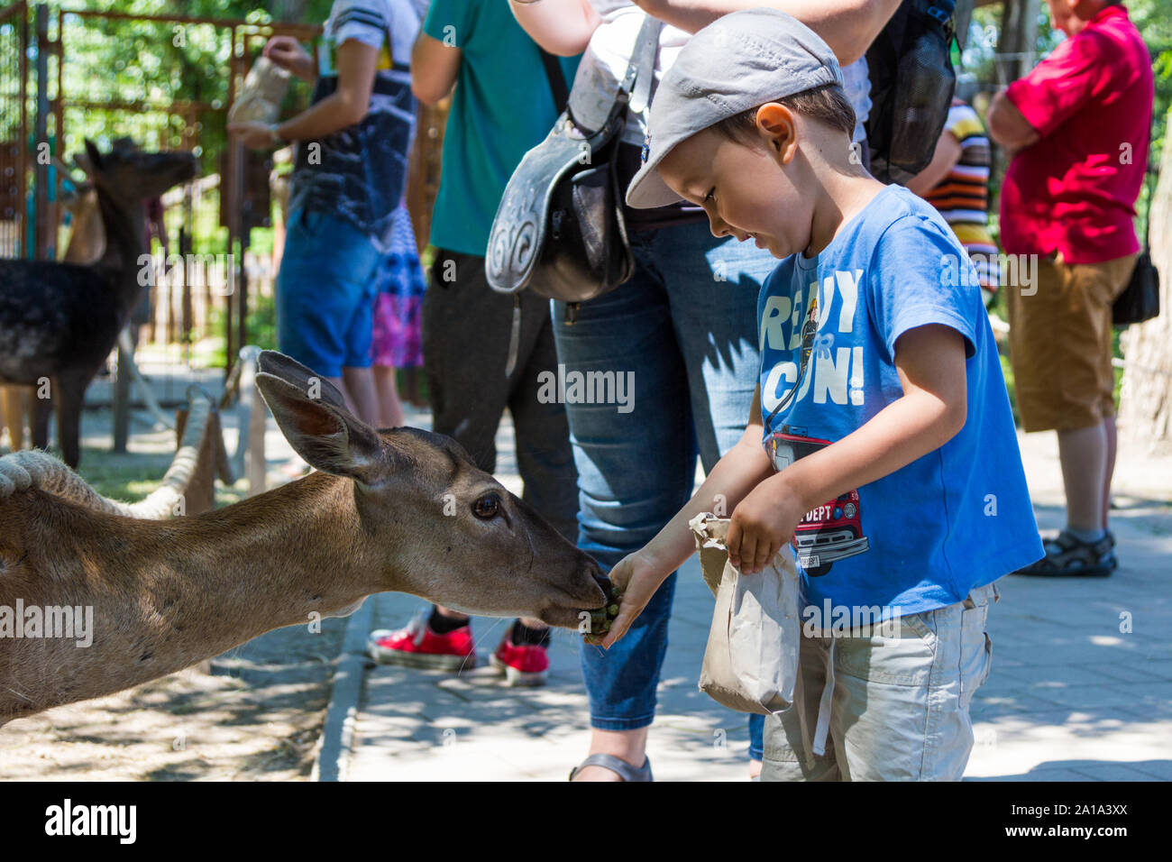 Boy child hand feeding fallow deer (Dama dama) in zoo, Gyor, Hungary ...
