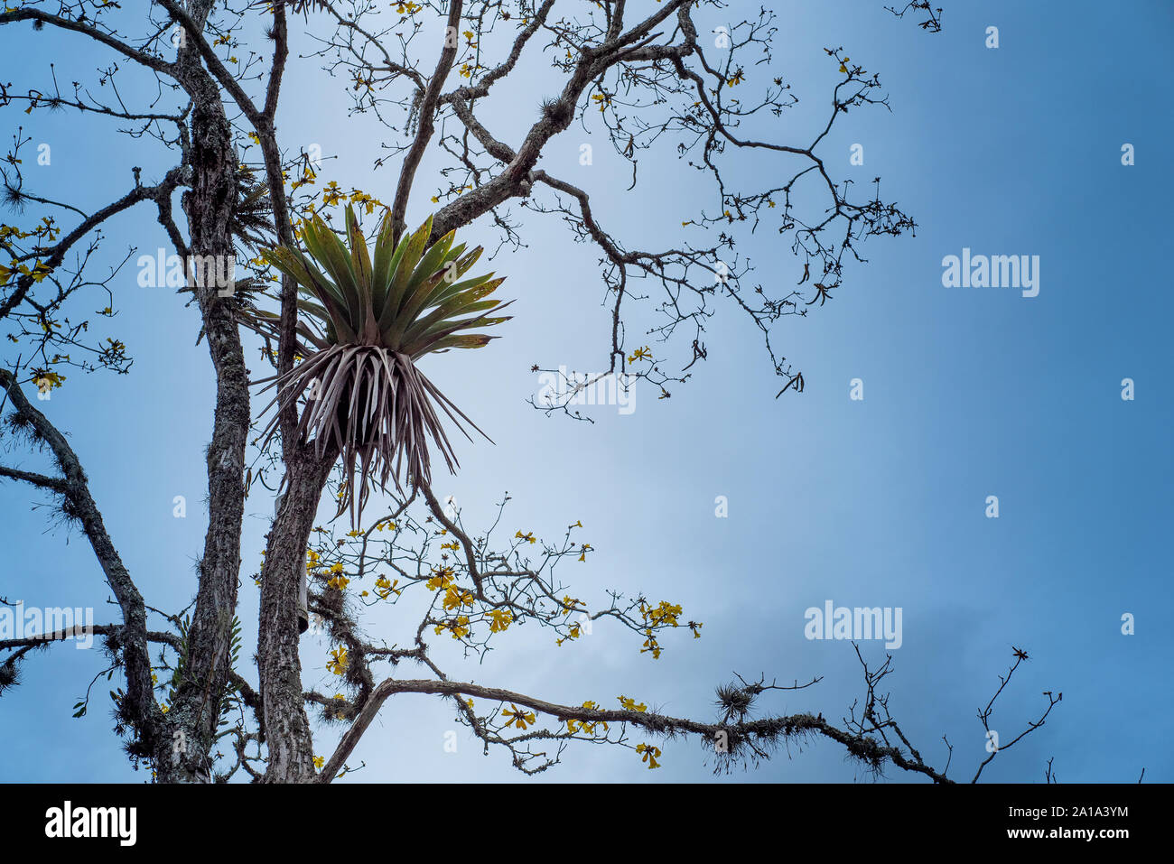 Bromeliads up on the branch of Handroanthus albus, commonly known as ...