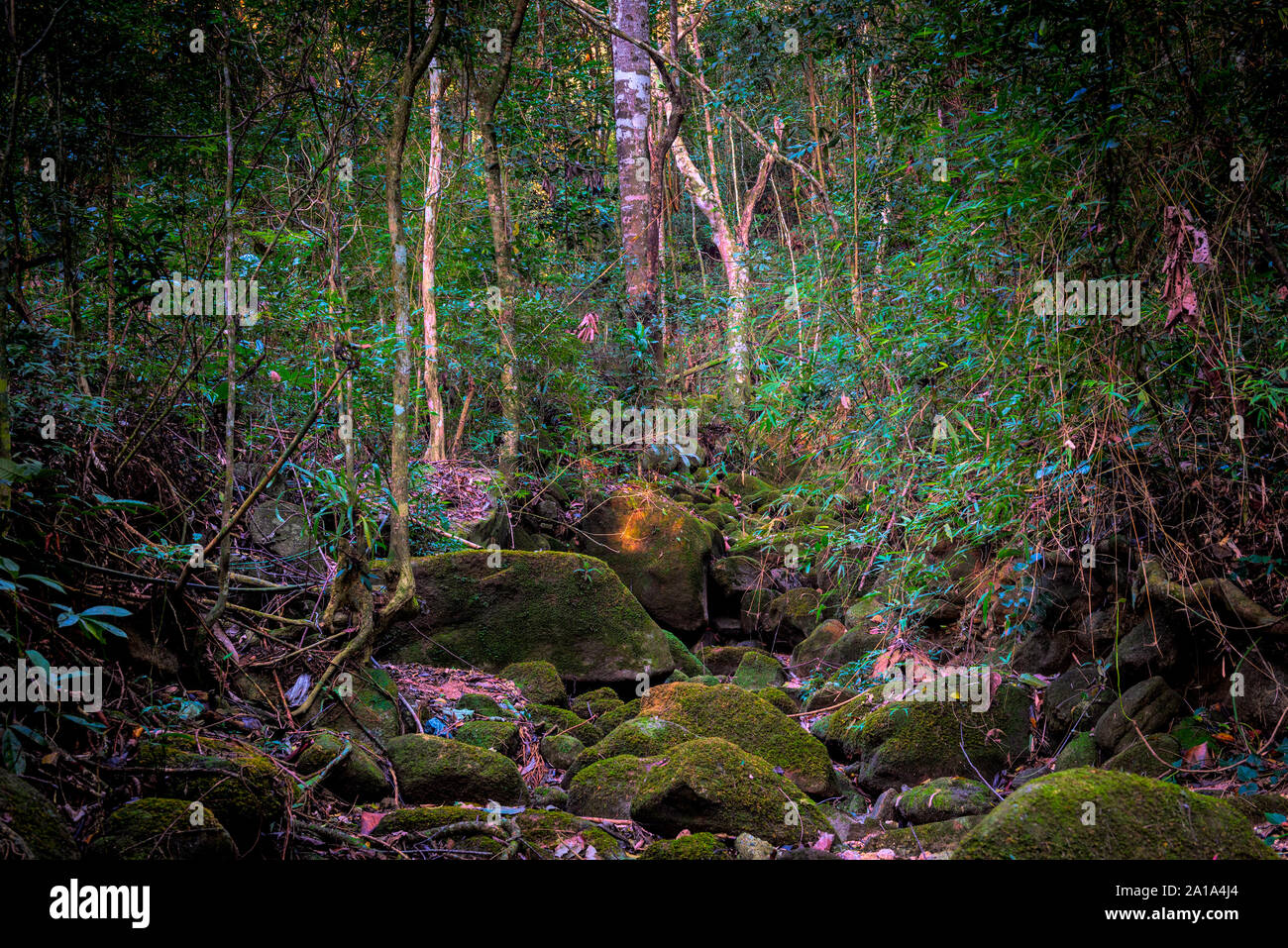 Dry temporary creek in a secondary growth of the Atlantic Forest Biome ...