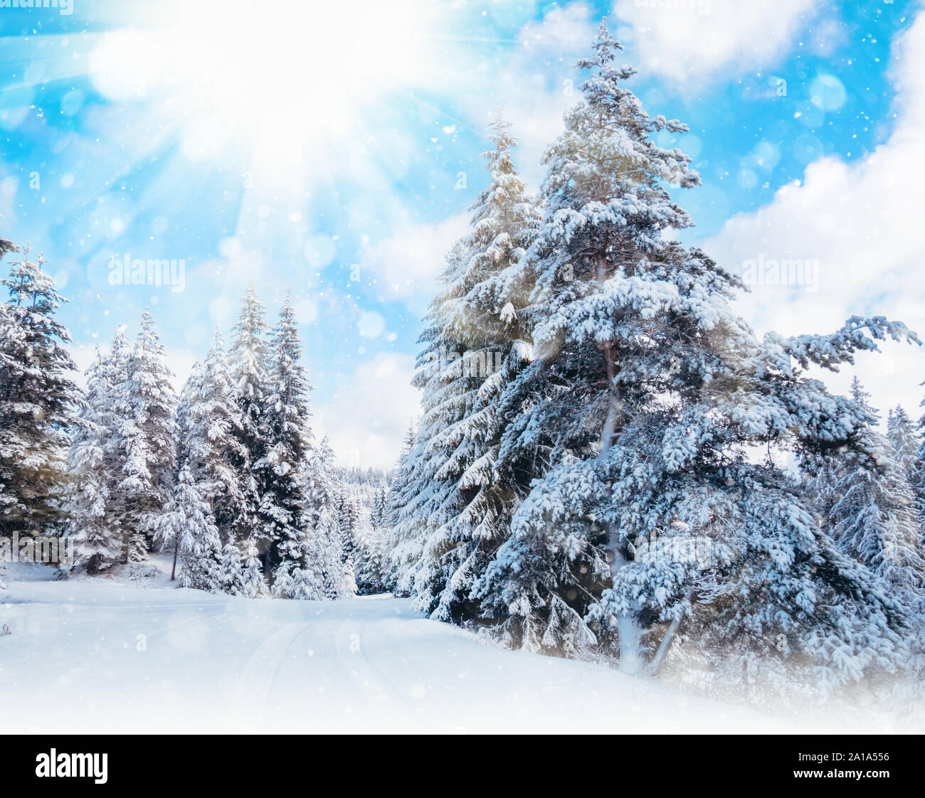 Winter landscape with snowy forest and road. Snow world. Rhodope ...