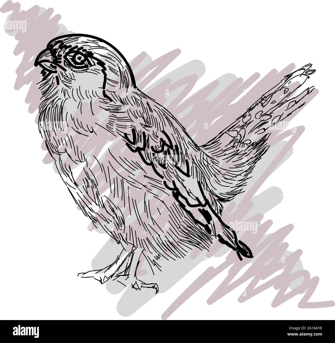 African pygmy falcon, illustration, vector on white background Stock ...