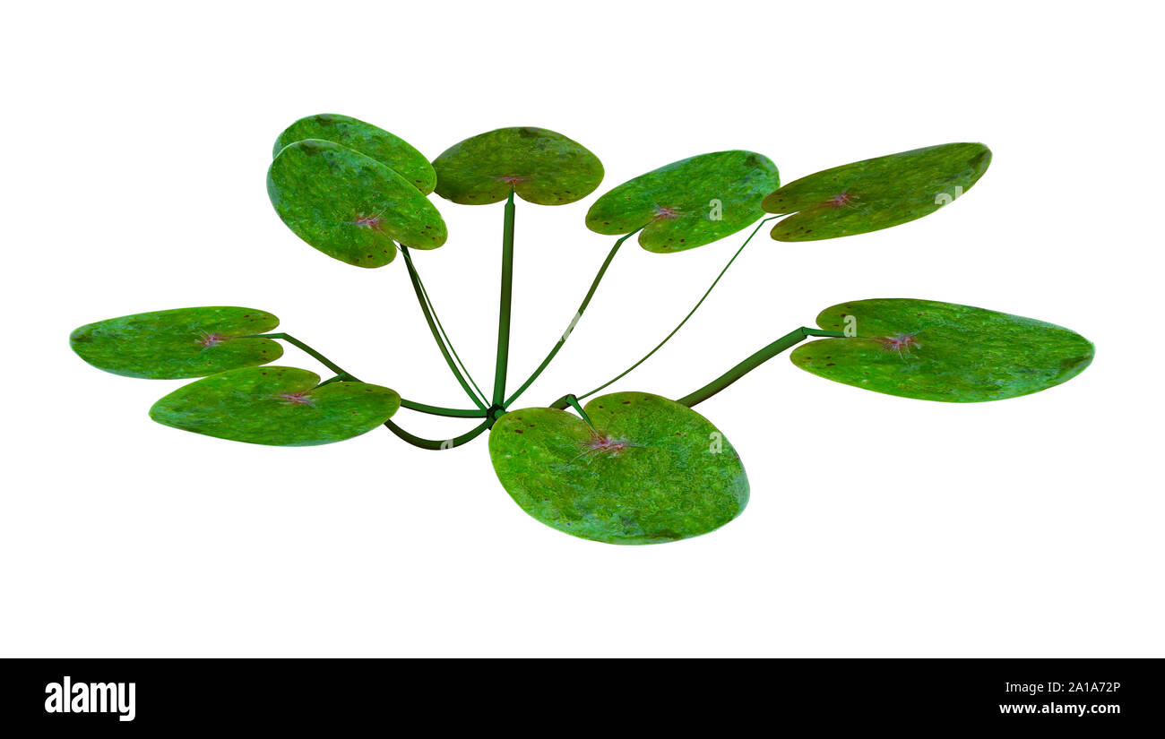 3D rendering of a Hydrocharis morsus-ranae, or frogbit plant isolated ...
