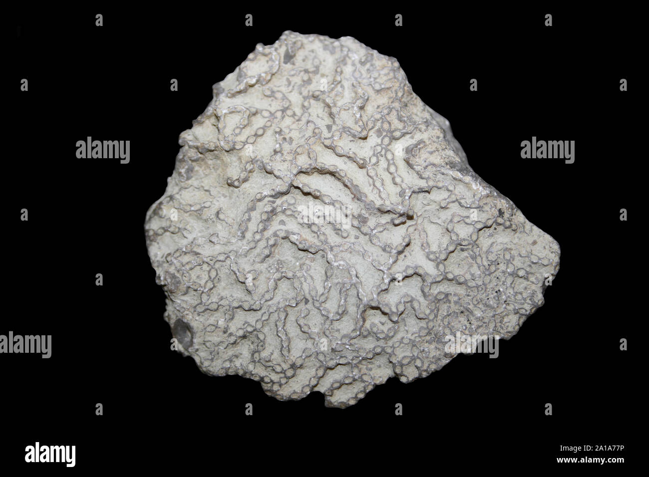 Tabulate Coral - Halysites Stock Photo - Alamy