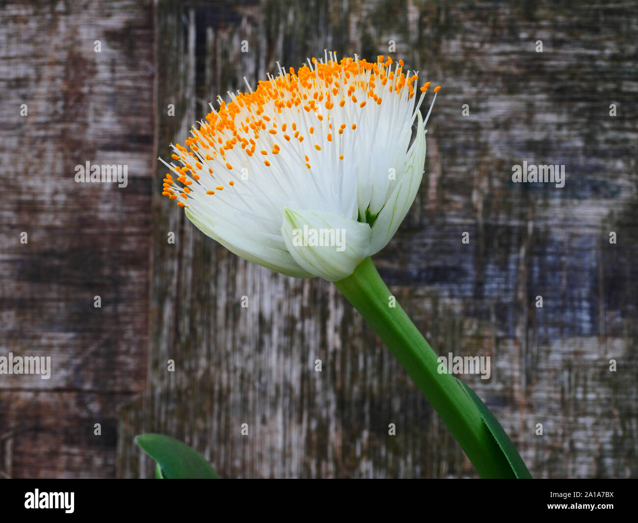 Haemanthus plant hi-res stock photography and images - Alamy