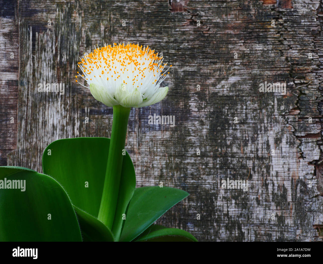Haemanthus plant hi-res stock photography and images - Alamy