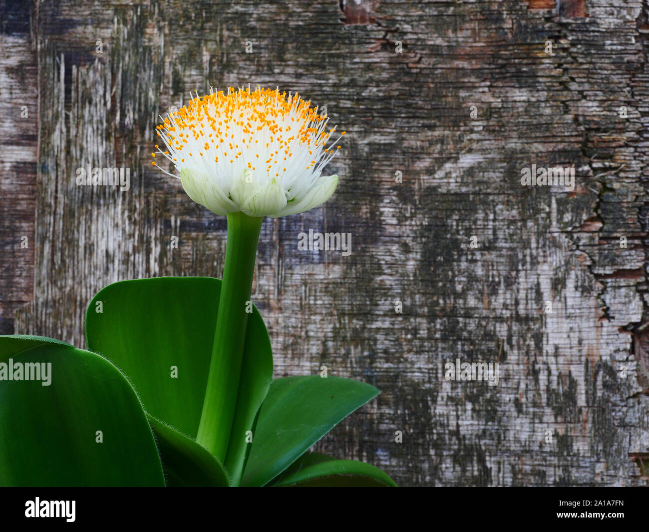 Haemanthus plant hi-res stock photography and images - Alamy