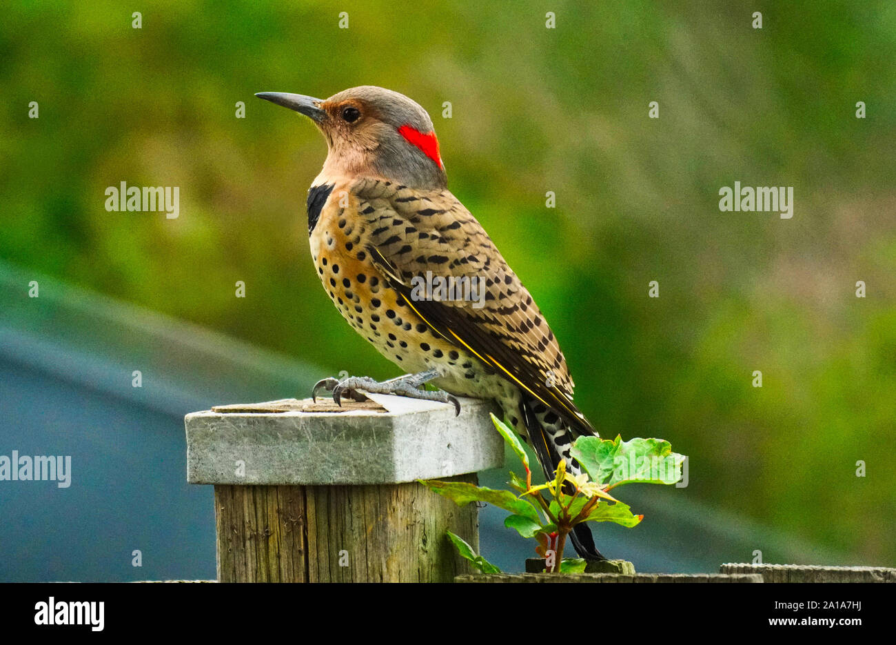 Northern flicker bird hi-res stock photography and images - Alamy