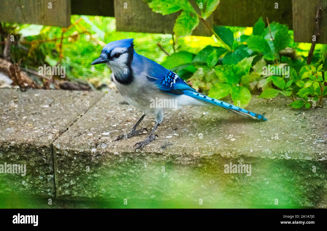 Blue jay bird hi-res stock photography and images - Alamy