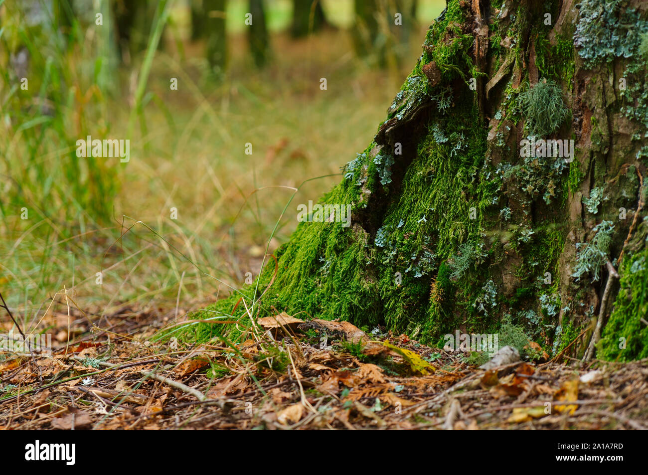 Tree trunk base hi-res stock photography and images - Alamy