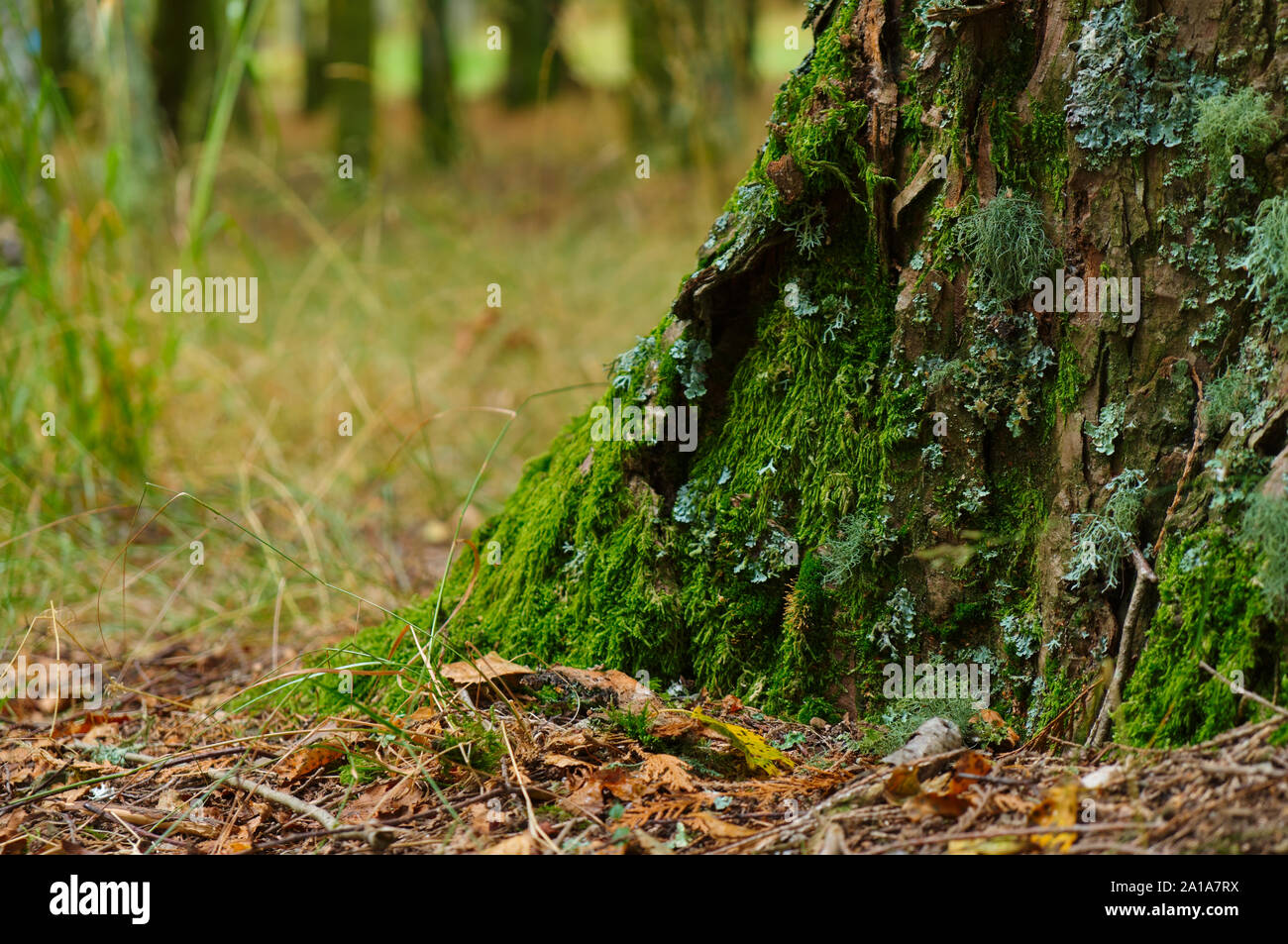 Tree trunk base hi-res stock photography and images - Alamy