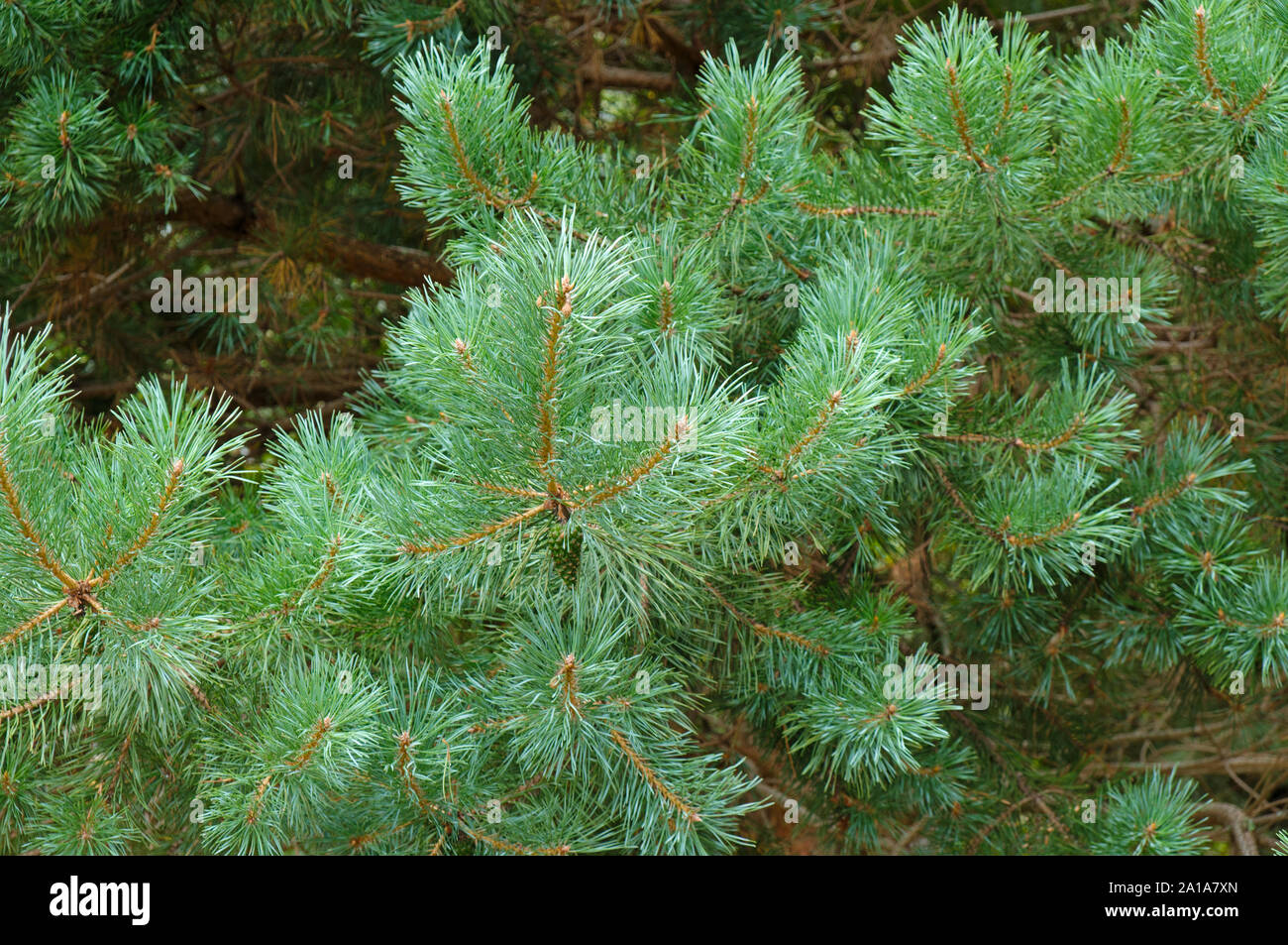 Tree seasonal hi-res stock photography and images - Alamy