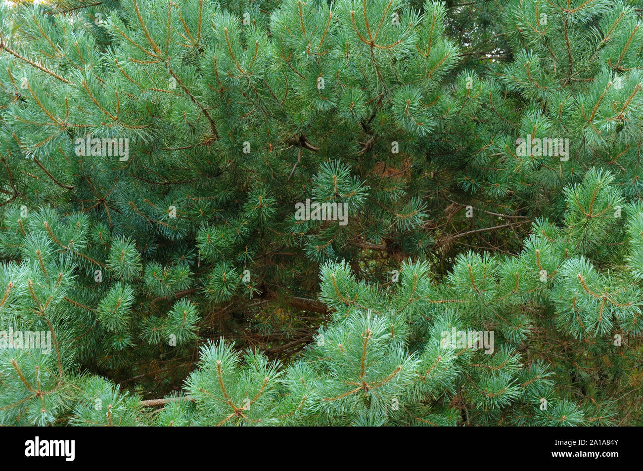 Pine tree close up background Stock Photo - Alamy