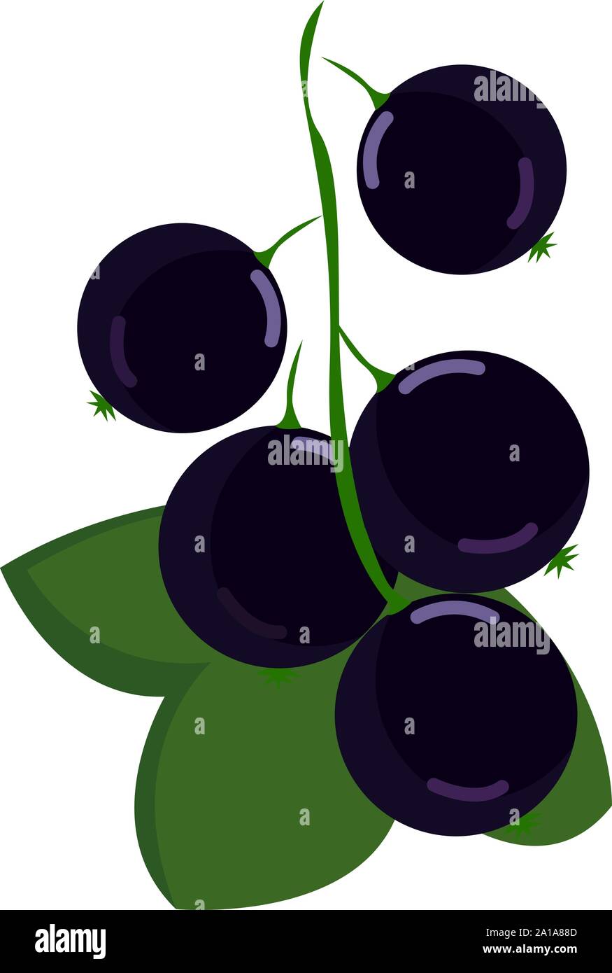 Black currant, illustration, vector on white background Stock Vector ...