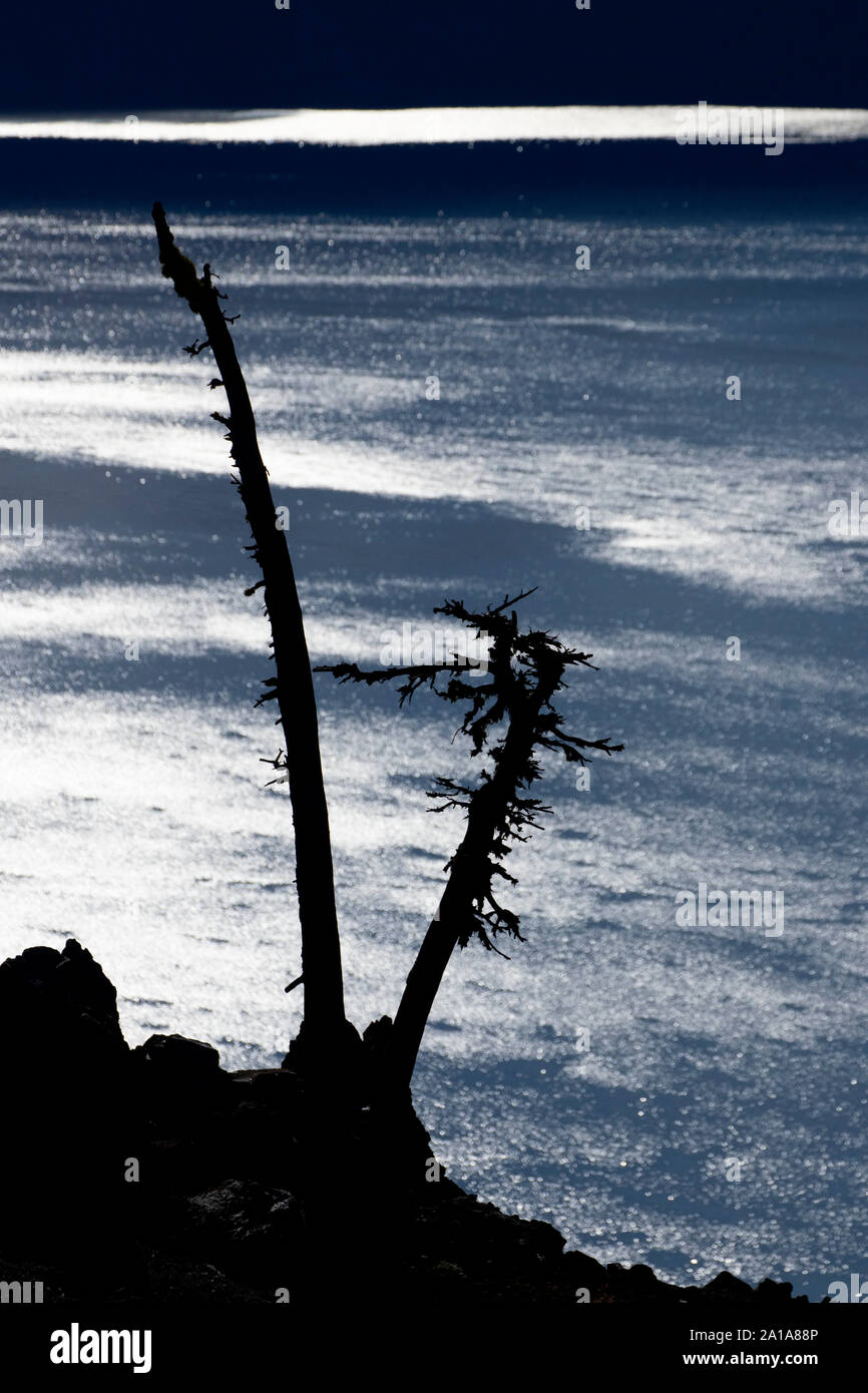 Whitebark pine snag silhouette from Rim Trail, Crater Lake National ...