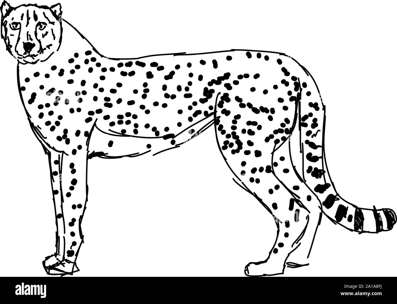 Cheetah Animal Drawing 10,000+ Cheetah Drawing Stock Photos, Pictures