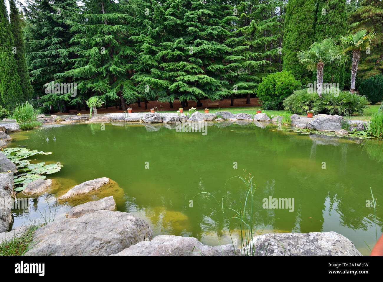 A Beautiful pine park with a pond Stock Photo - Alamy
