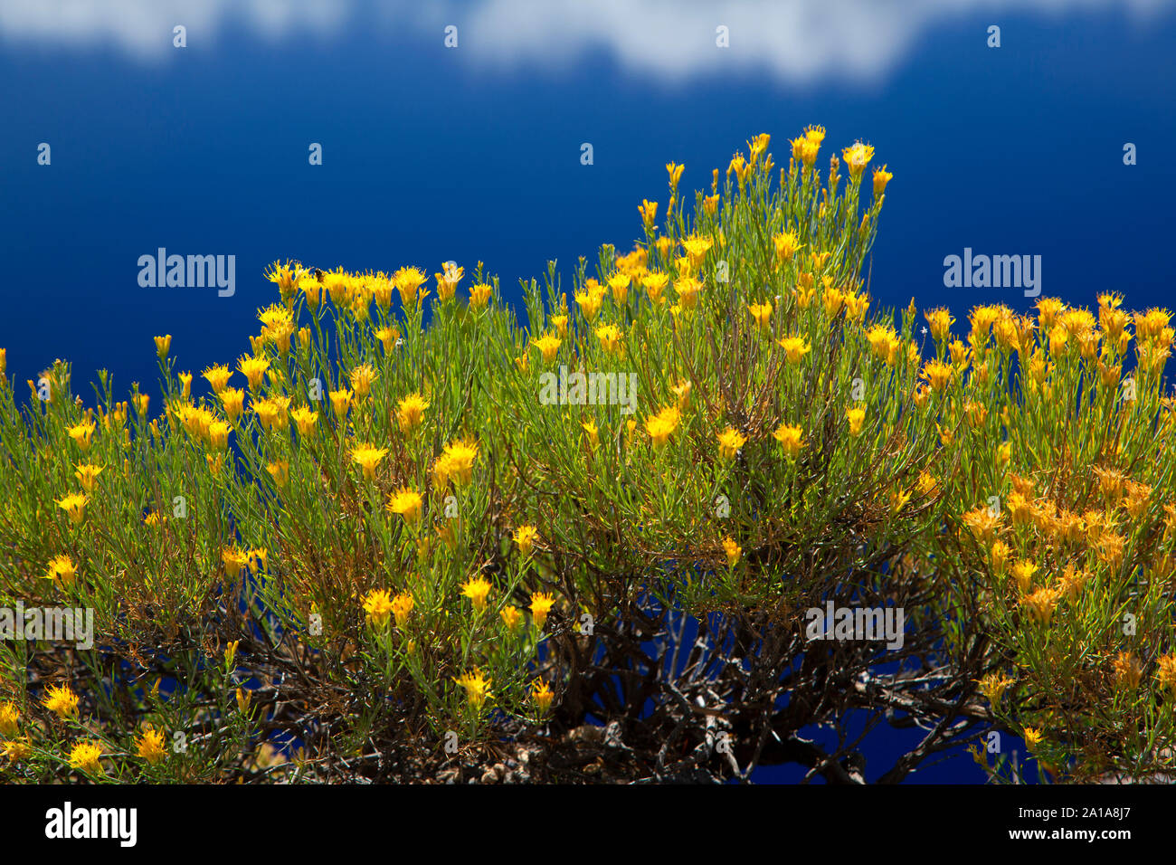 Rabbitbrush, Crater Lake National Park, Volcano Legacy National Scenic ...