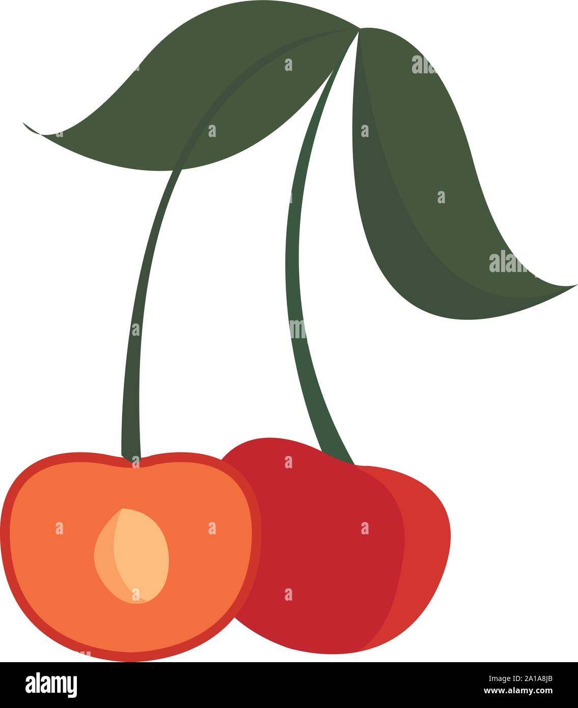 Fresh cherry, illustration, vector on white background Stock Vector ...