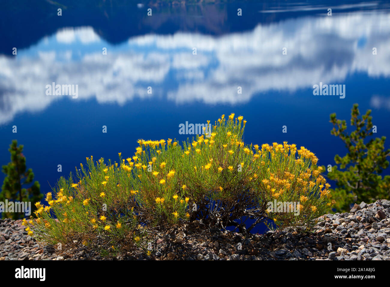 Rabbitbrush, Crater Lake National Park, Volcano Legacy National Scenic ...