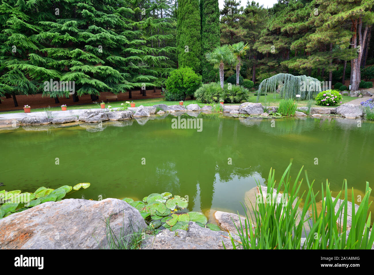 Pond pine tree hi-res stock photography and images - Alamy
