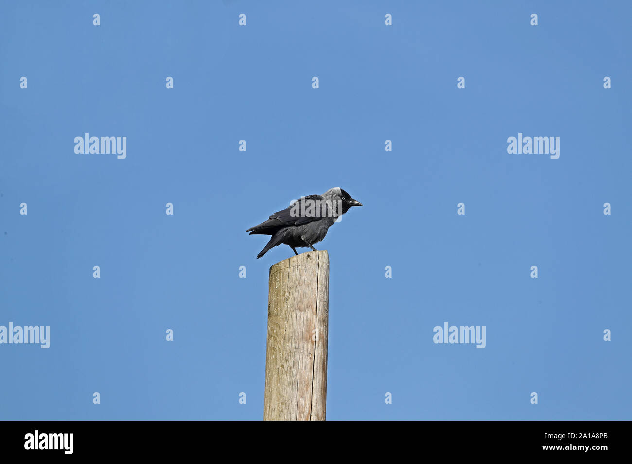 Western, Eurasian or European jackdaw on a wooden pole in springtime in ...
