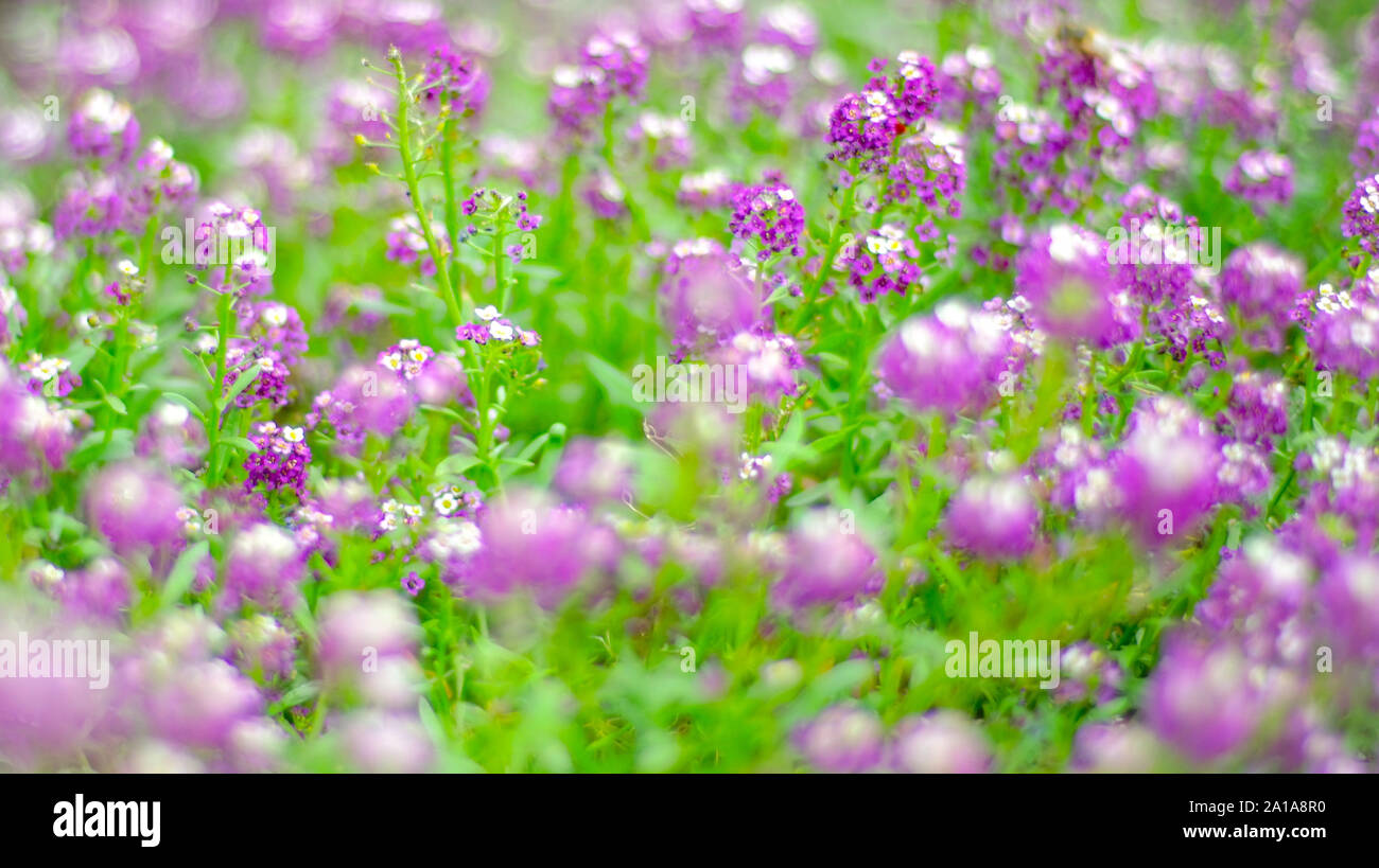 purple white flowers with small round heads Stock Photo - Alamy