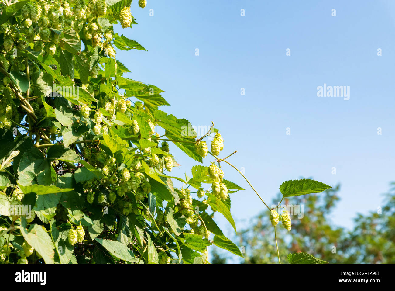Green hops or Humulus growing in nature Stock Photo - Alamy