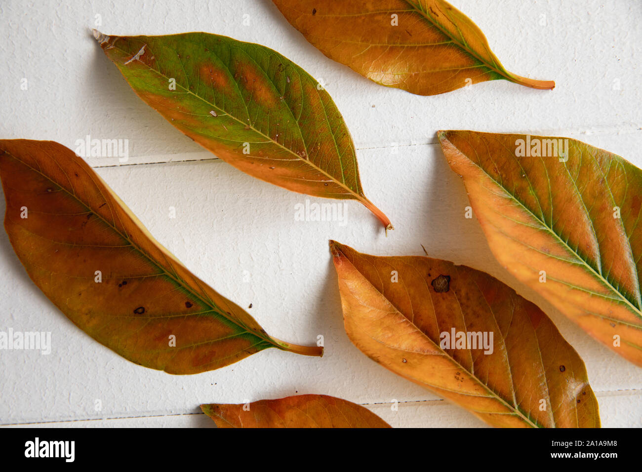 Flat lay leaves hi-res stock photography and images - Alamy