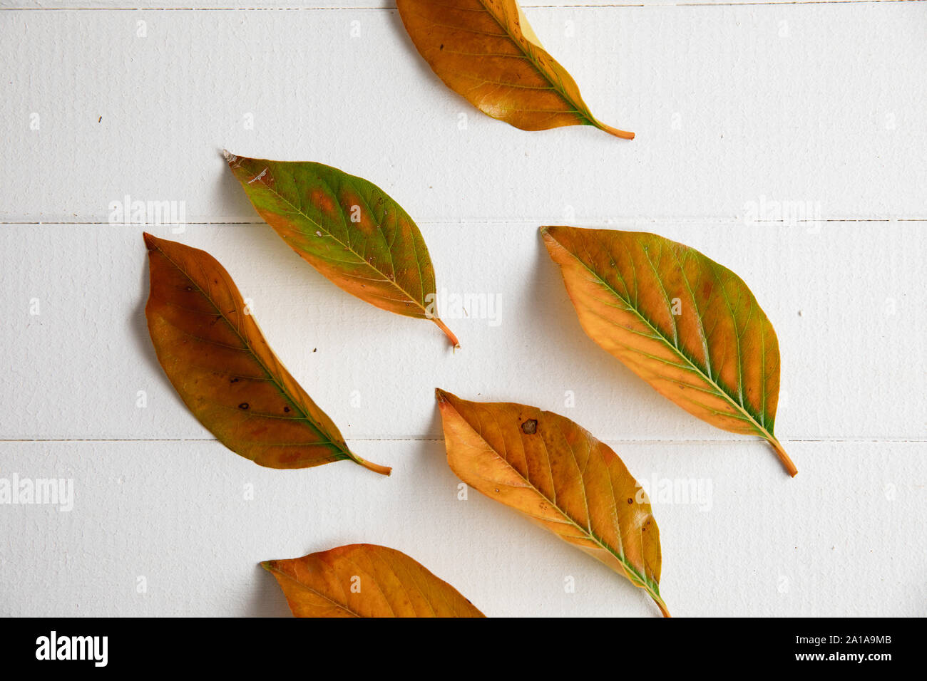 Flat lay of leaves hi-res stock photography and images - Alamy