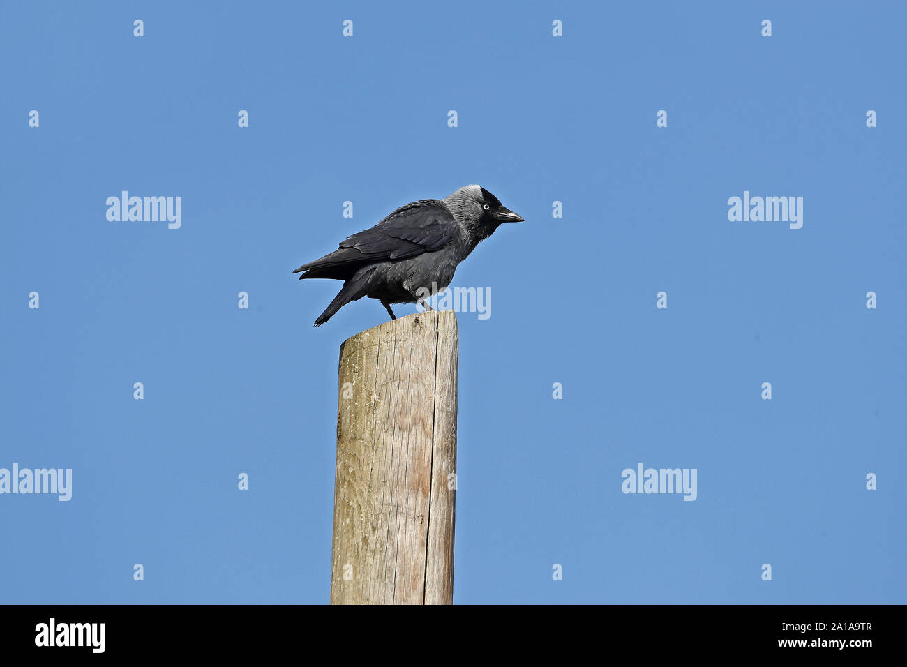 Coleus monedula hi-res stock photography and images - Alamy