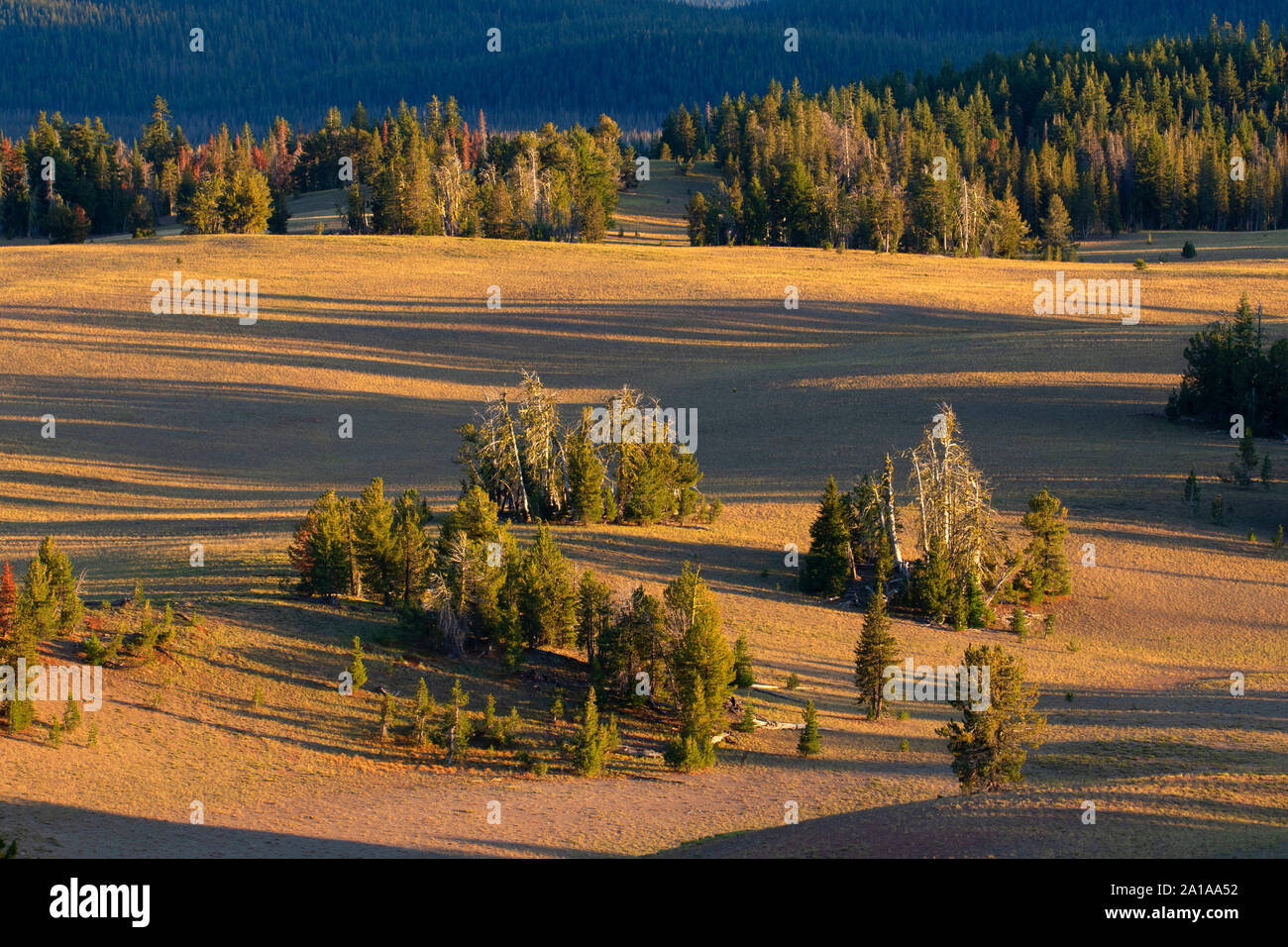 Meadow on Dutton Ridge, Crater Lake National Park, Volcano Legacy ...
