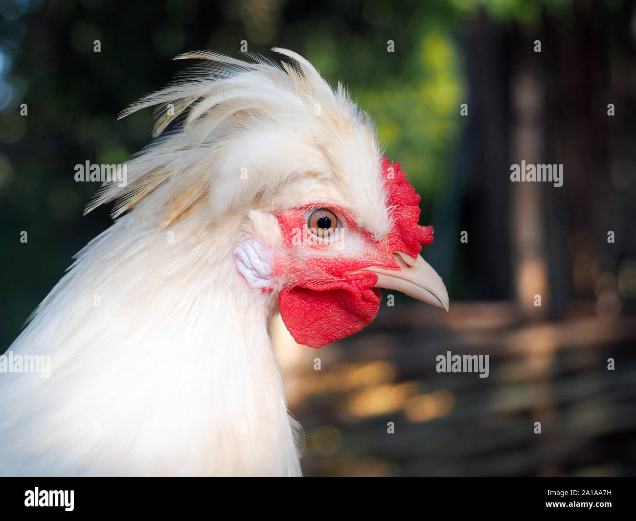 Portrait of a crested chicken. Funny hairstyle of a bird Stock Photo ...