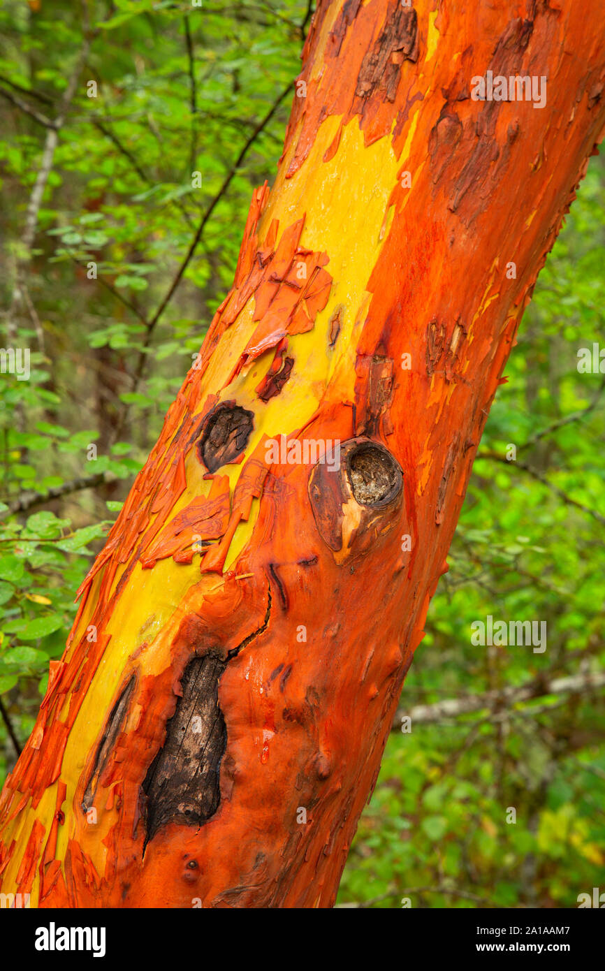 Pacific madrone, Rogue Wild and Scenic River, Prospect State Scenic ...