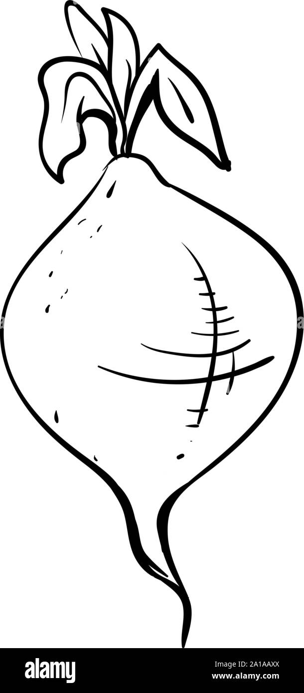 Turnip drawing, illustration, vector on white background Stock Vector ...