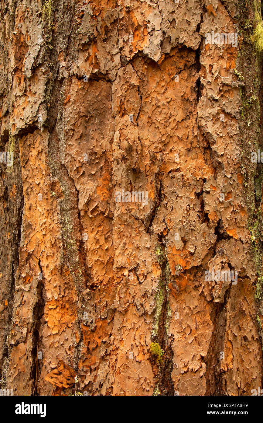 Ponderosa pine bark hi-res stock photography and images - Alamy