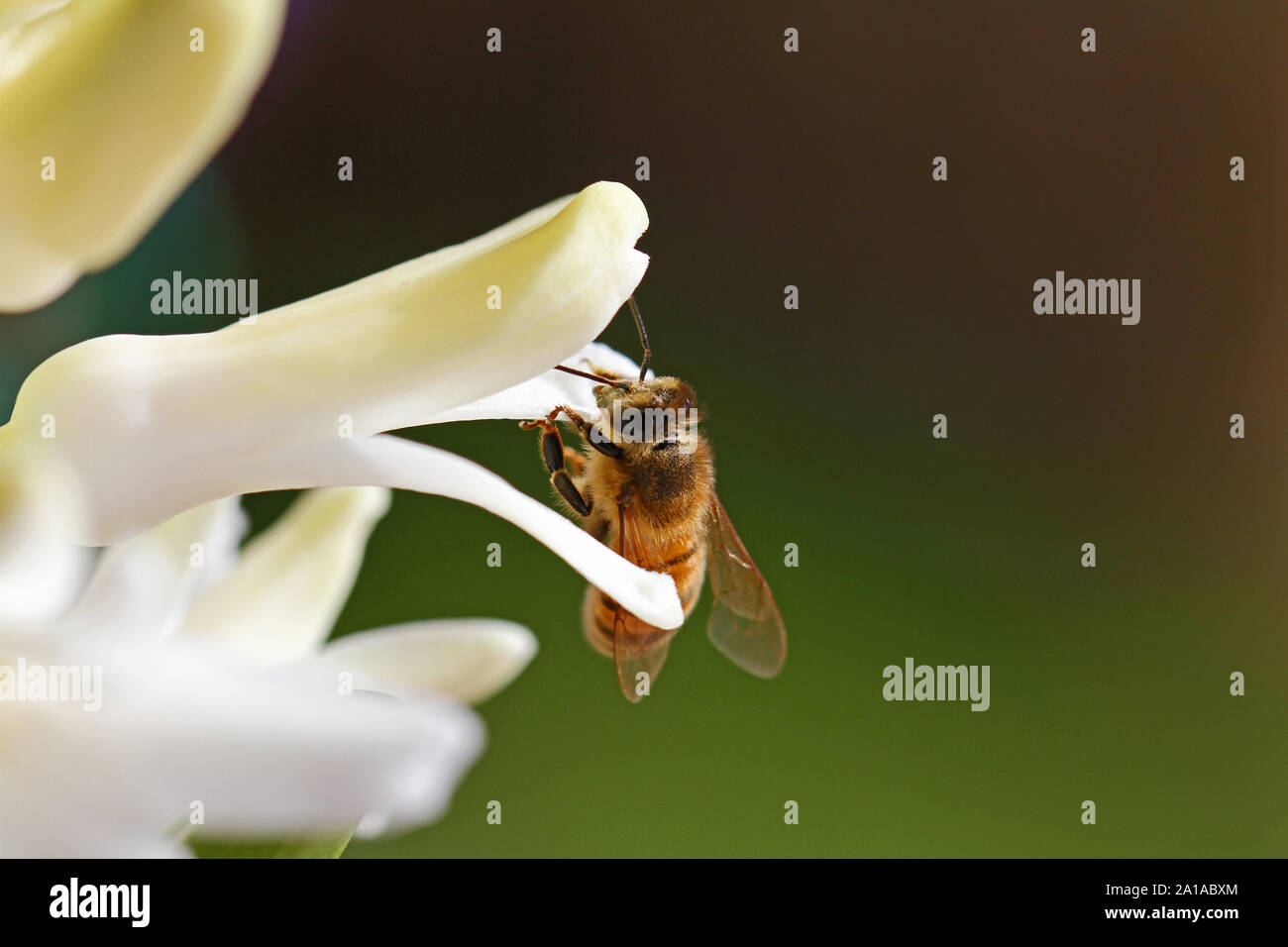 honey bee Latin apis mellifera collecting pollen on a white hyacinth ...