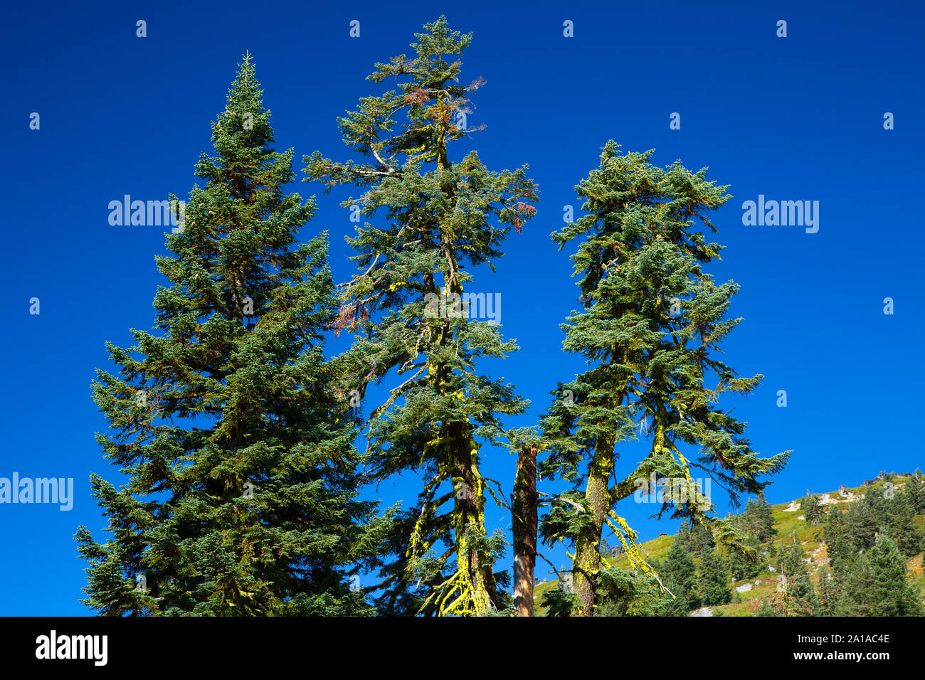 Are Dogs Allowed At Klamath National Forest