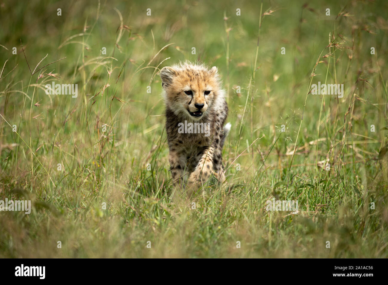 Cheetah cub walks on grass in sunshine Stock Photo - Alamy