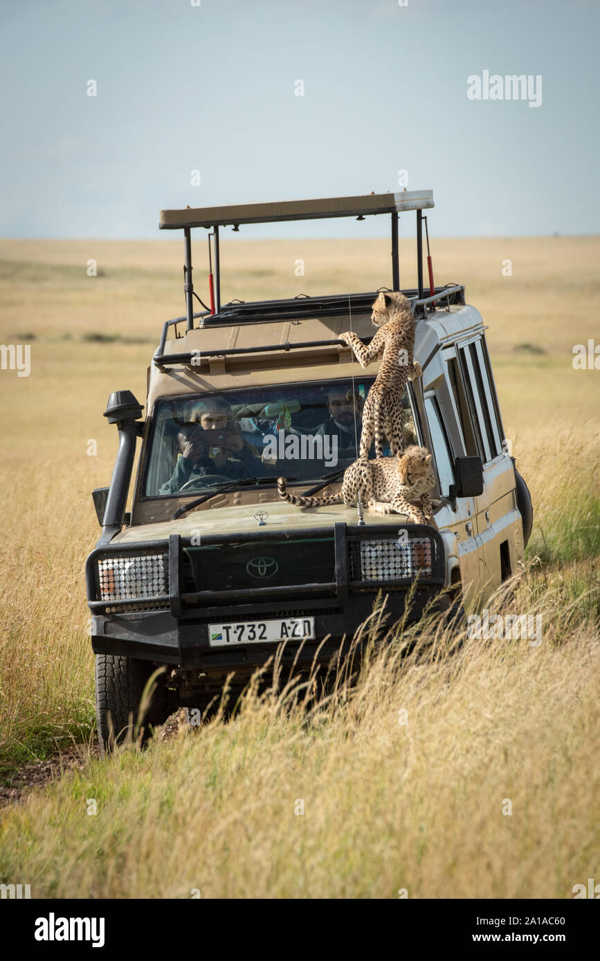 Cheetah cubs lie and stand on bonnet Stock Photo - Alamy