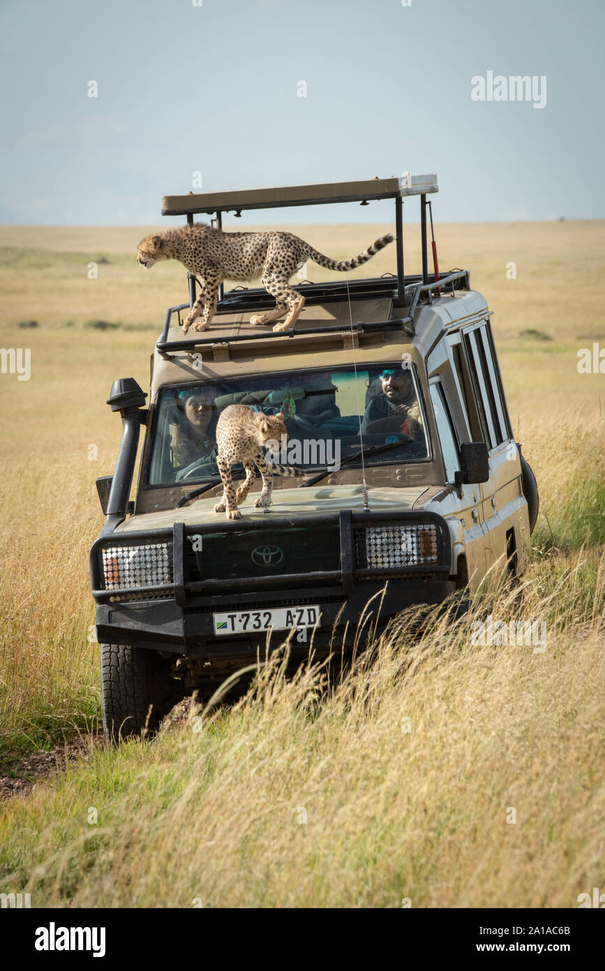 Cheetah cubs climb on bonnet and roof Stock Photo - Alamy