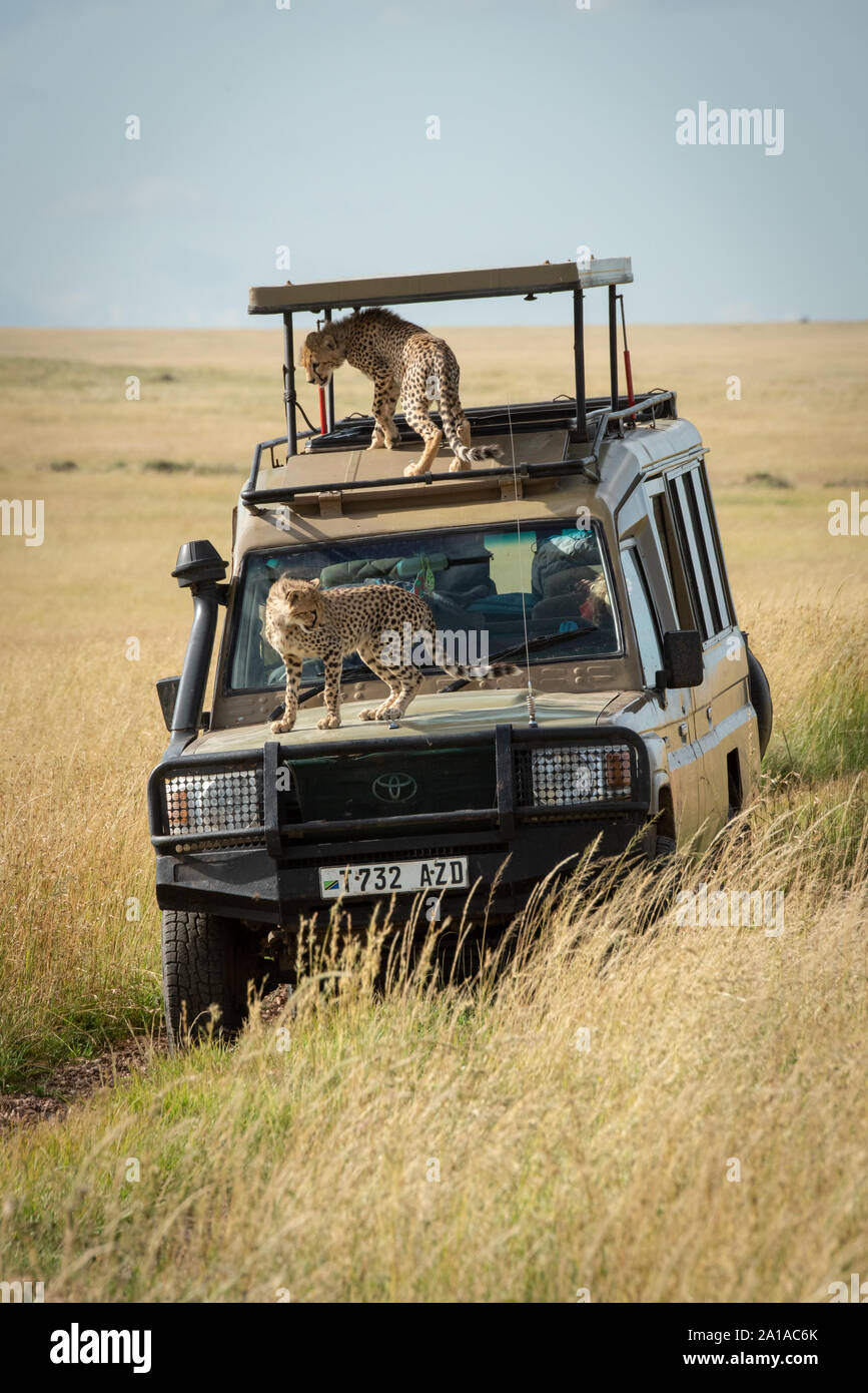 Cheetah cubs walk on bonnet and roof Stock Photo - Alamy